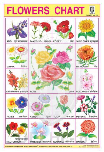 Buy FLOWERS CHART (BIG) CHART Book Online at Low Prices in India ...