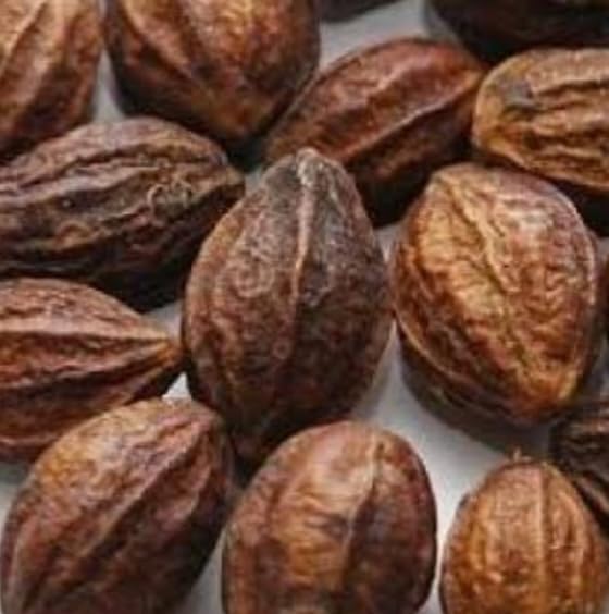 Terminalia chebula Chebulic Harda Analekai Kadukai Kadukaai Kaduka ...