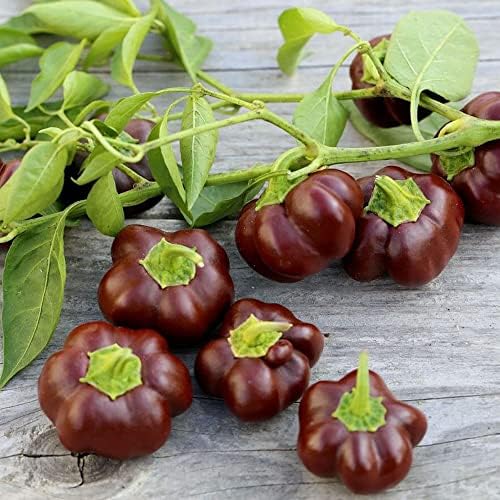 Sweet Bell Pepper Chocolate - 70 Seeds + Freebie + Plant Tag - Capsicum ...