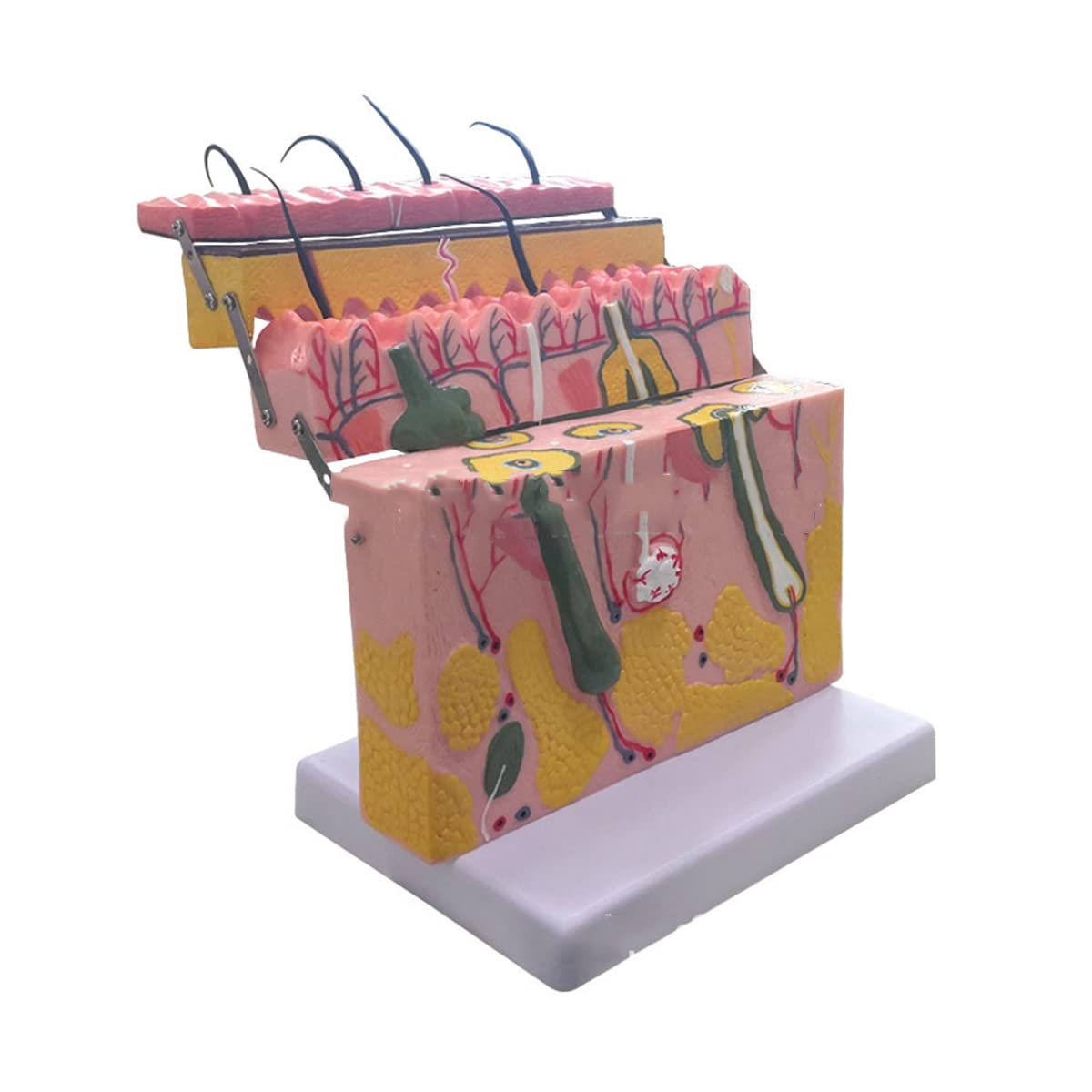 Human Skin Structure Model 70 Times Magnification Flexible Part 4 ...