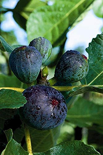 EaglesFord High Yielding Hybrid Rare Ficus carica Fig Fruit Live Plant ...