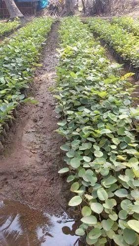 GOLAPKOLONY Red Sandalwood Lal Chandan Tree Live Plant Healthy pack of ...