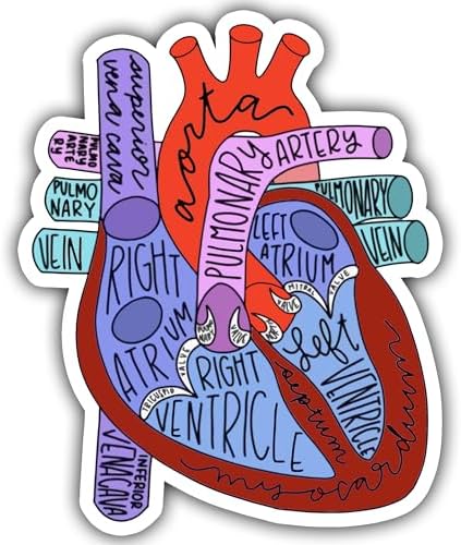 Amazon.com - Vintage Heart Anatomy Vinyl Waterproof Sticker Decal Car ...