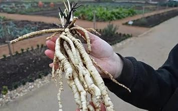Amazon.com : 100+ Organic Skirret Seeds (Sium sisarum) – Rare Heirloom ...