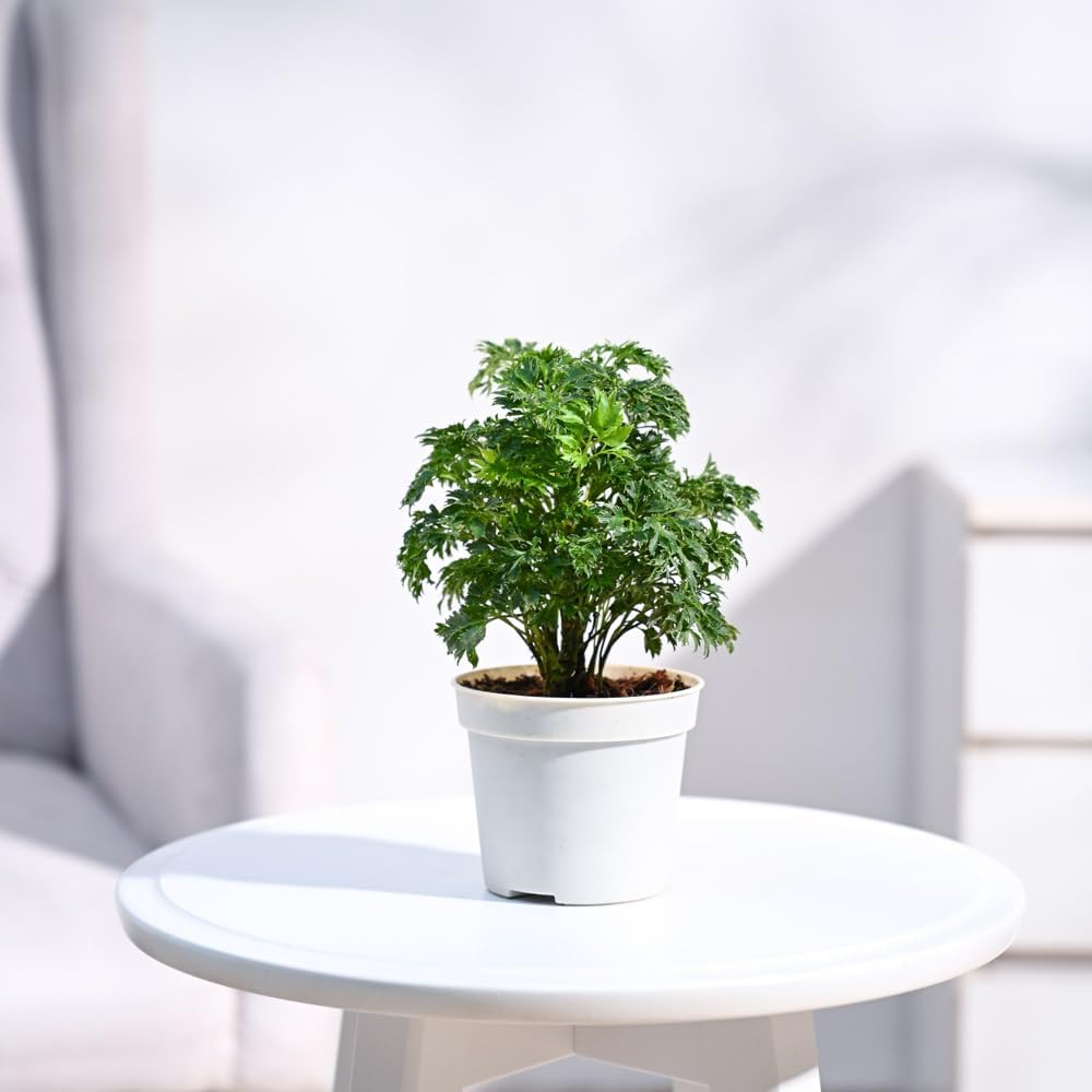 UGAOO Betel Leaf Magai Paan Plant with Self Watering Pot (6-12 Inch ...