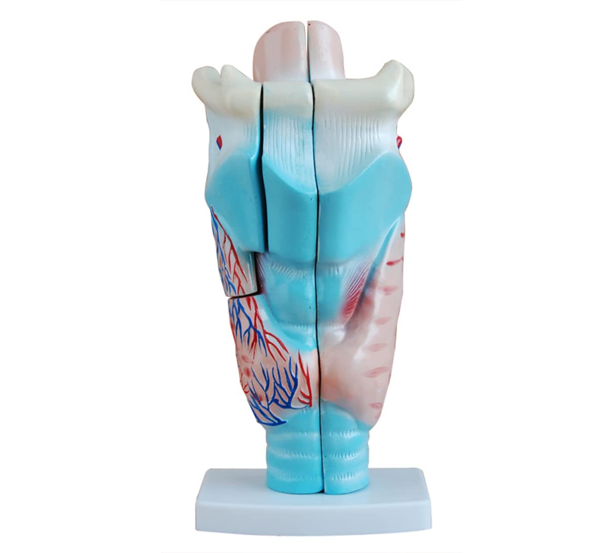 Epiglottis Model