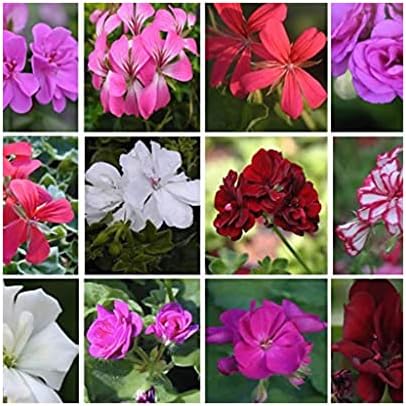 Trailing (Ivy) Geranium Plug Plants 10 Mixed Geraniums, Trailing ...