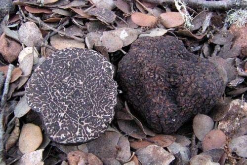 Buy Grain Spawn/Mycelium"Black Truffle" (Tuber melanosporum) - 100gr ...