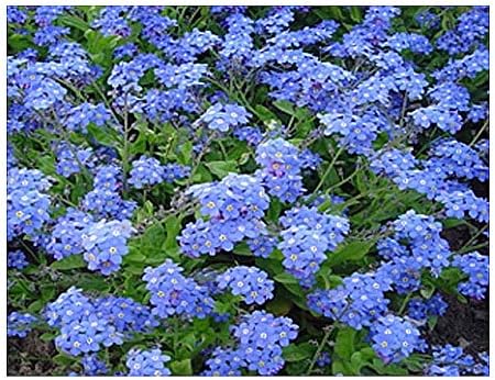 Amazon.com : Forget Me Not Seeds - 5000 Seeds for Ground Cover for ...