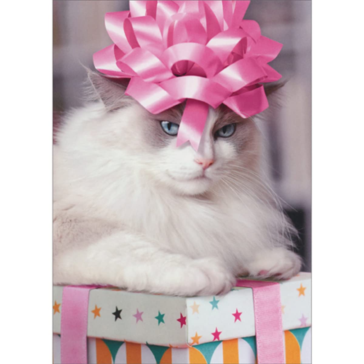 Amazon.com : Avanti Press Cat Wearing Pink Bow on Head and Sitting on ...