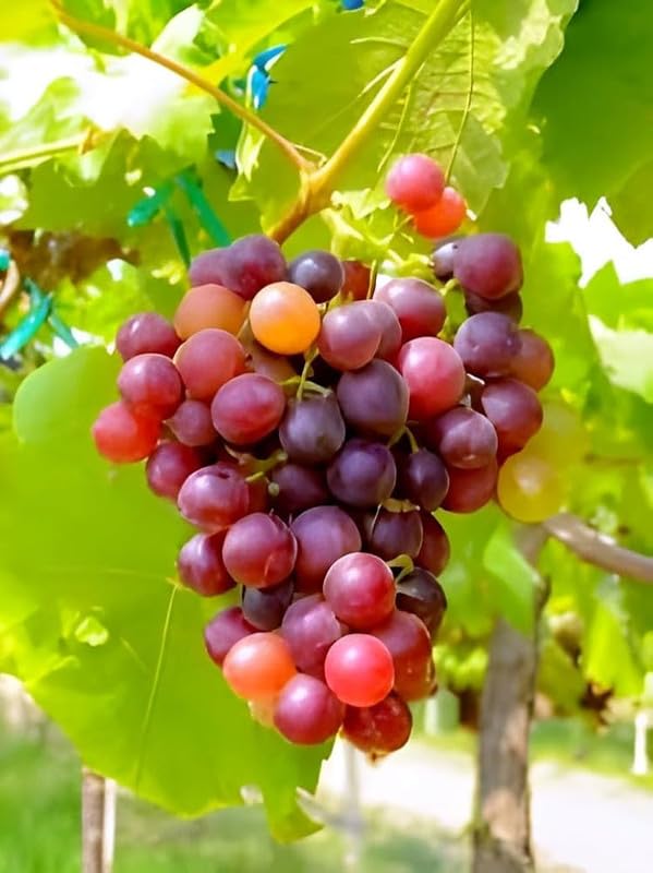 Grafted Grape Vine Live, Live Grafted Grapes seedless Plant pack of 2 ...