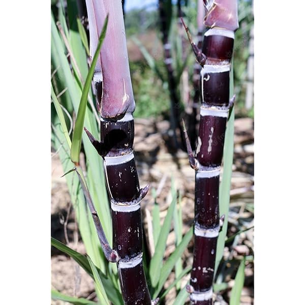 MITU Rare philippine Soft Black Sugarcane Ganna/Black sugar/Akh, Live ...