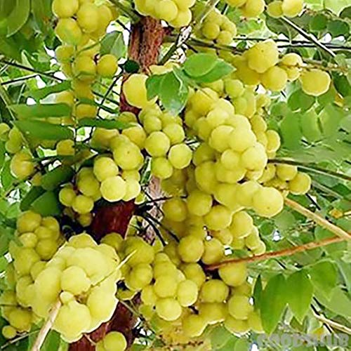 Creative Farmer Fruit Plant Star Gooseberry/Nellika-Pouli Exotic for ...