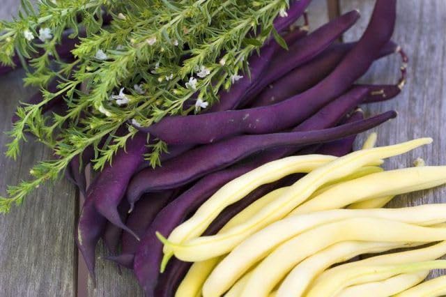 Oakwood Farms beans vegetable seeds | vegetable Seeds | dark purple ...