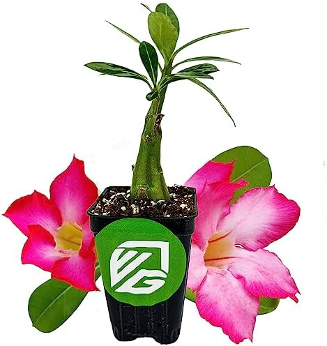 Amazon.com : Desert Rose Pink Live Plant - Adenium Obesum by Wellspring ...