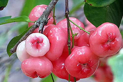 Hybrid Thai Red Jamun plants Pack of 1 : Amazon.in: Garden & Outdoors