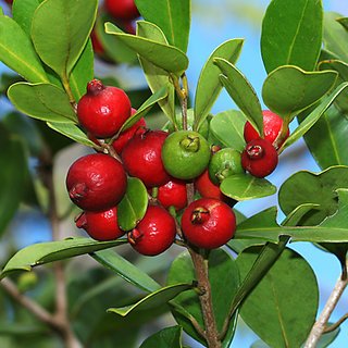 Arlo Live Plant - Tropical Rare Fruit Syzygium zeylanicum" Poocha ...