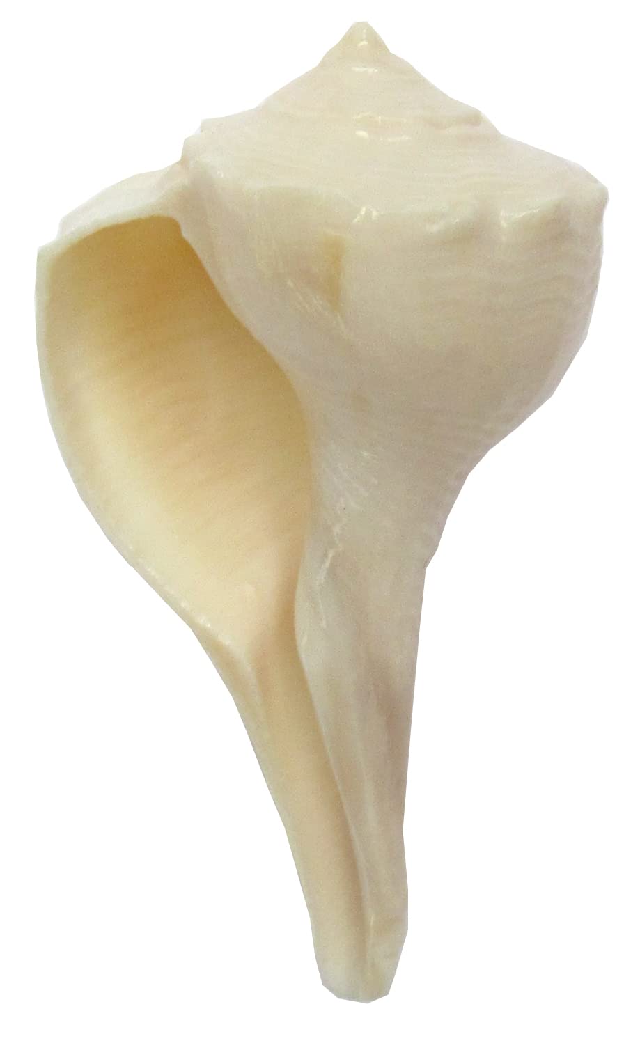 Buy Dakshinavarti Shankh Original Natural Lakshmi Valampuri Sangu for ...