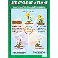 Amazon.com: Plants Poster Set - Pack of 2 | Science Posters | Gloss ...