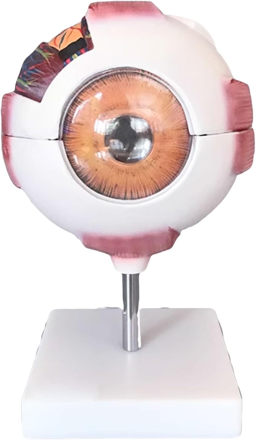 Amazon.com: Human Eye Model - Extended 6X Eye Anatomy Model ...