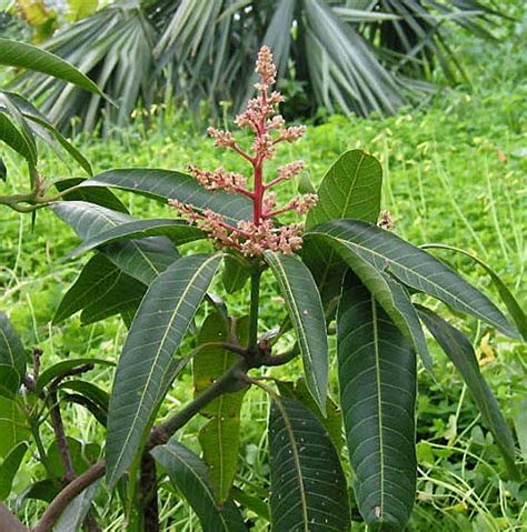 Mphmi Mango Sindhu, Aam Sindhu (Grafted, Seedless) - Plant : Amazon.in ...