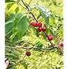 Amazon.com : TomorrowSeeds - American Plum Tree Seeds - 30+ Count - for ...