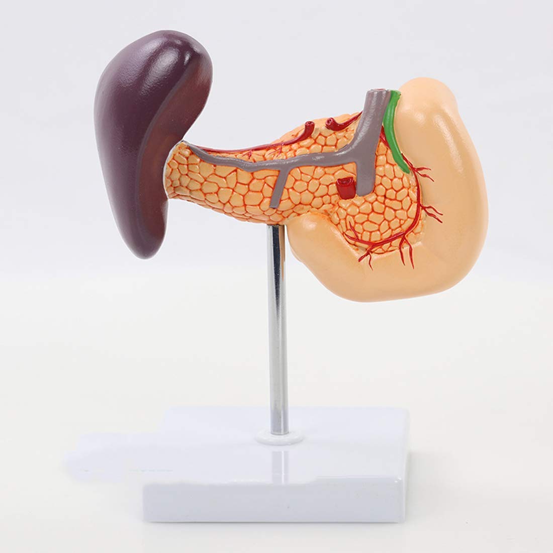 Educational Model Human Organ Anatomy Model Pancreatic Digestive System ...