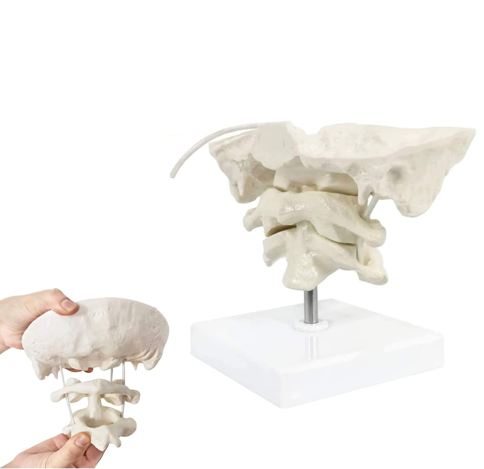 Human Cervical Spine Model Educational Medical Model For Doctor Patient ...