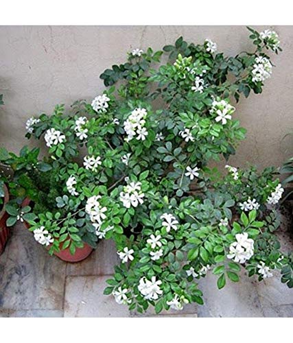 EdensField Chameli Plant (Jasmine) : Amazon.in: Garden & Outdoors