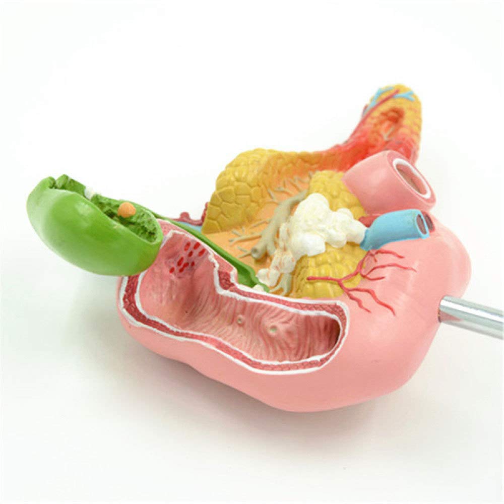 Pancreas Apparato Digerente Nurse24.it 📌 Il Pancreas è Una