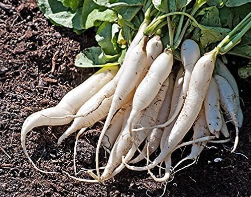 Muli Seed Pack | 100 Seeds Per 1 Packet | Vegetable Seed Pack | Garden ...