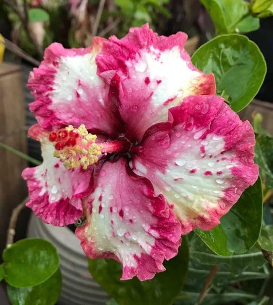 GREEN VOLCANO Taiwan Red Hibiscus Grafted Live Plant Rose Mallow Multi ...