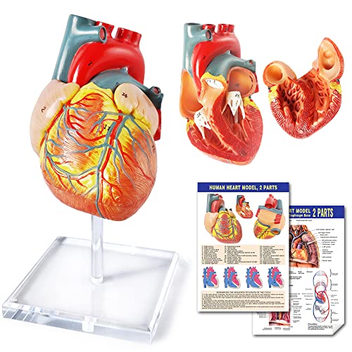 Buy Human Heart Model For Anatomy, 2 - Part Heart Models Anatomy Life ...