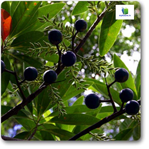 Mphmi Nurseryplant Rudraksha - Plant Elaeocarpus ganitrus : Amazon.in ...