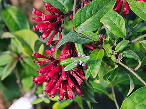 Cestrum elegans - How to grow & care