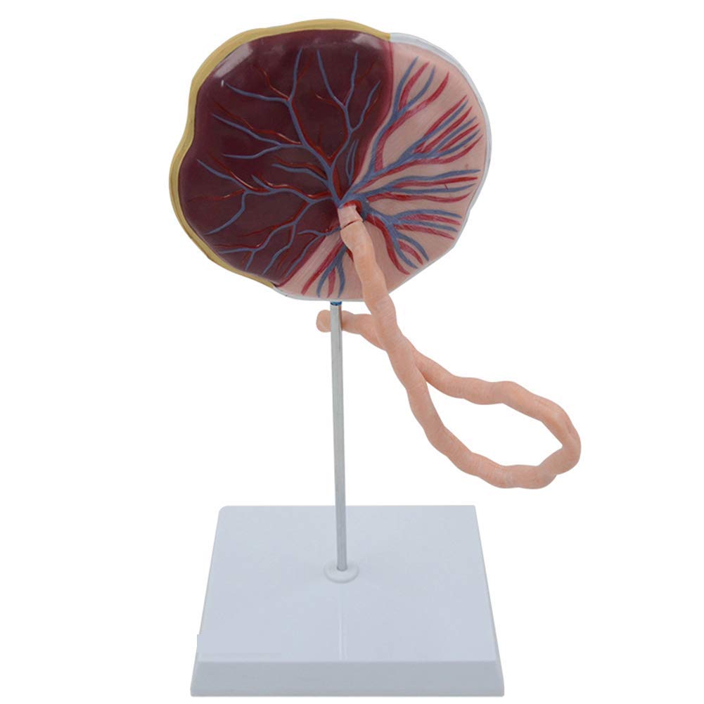 Buy DBSCD Human Placenta with Umbilical Cord Model-Umbilical Artery ...