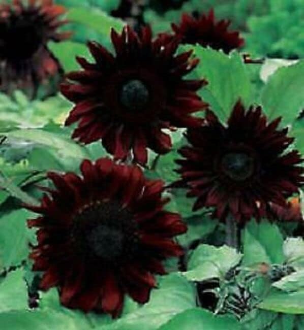 Amazon.com : 25 Black Magic Sunflower Seeds Helianthus annuus Seeds ...