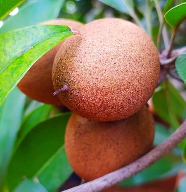 Cloud Farm Hybrid Grafted Chiku Live Plant [CF42] : Amazon.in: Garden ...