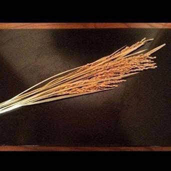 Amazon.co.jp: New Rice Sun-dried Rice Spicy Rice Spices 10 Bottles ...