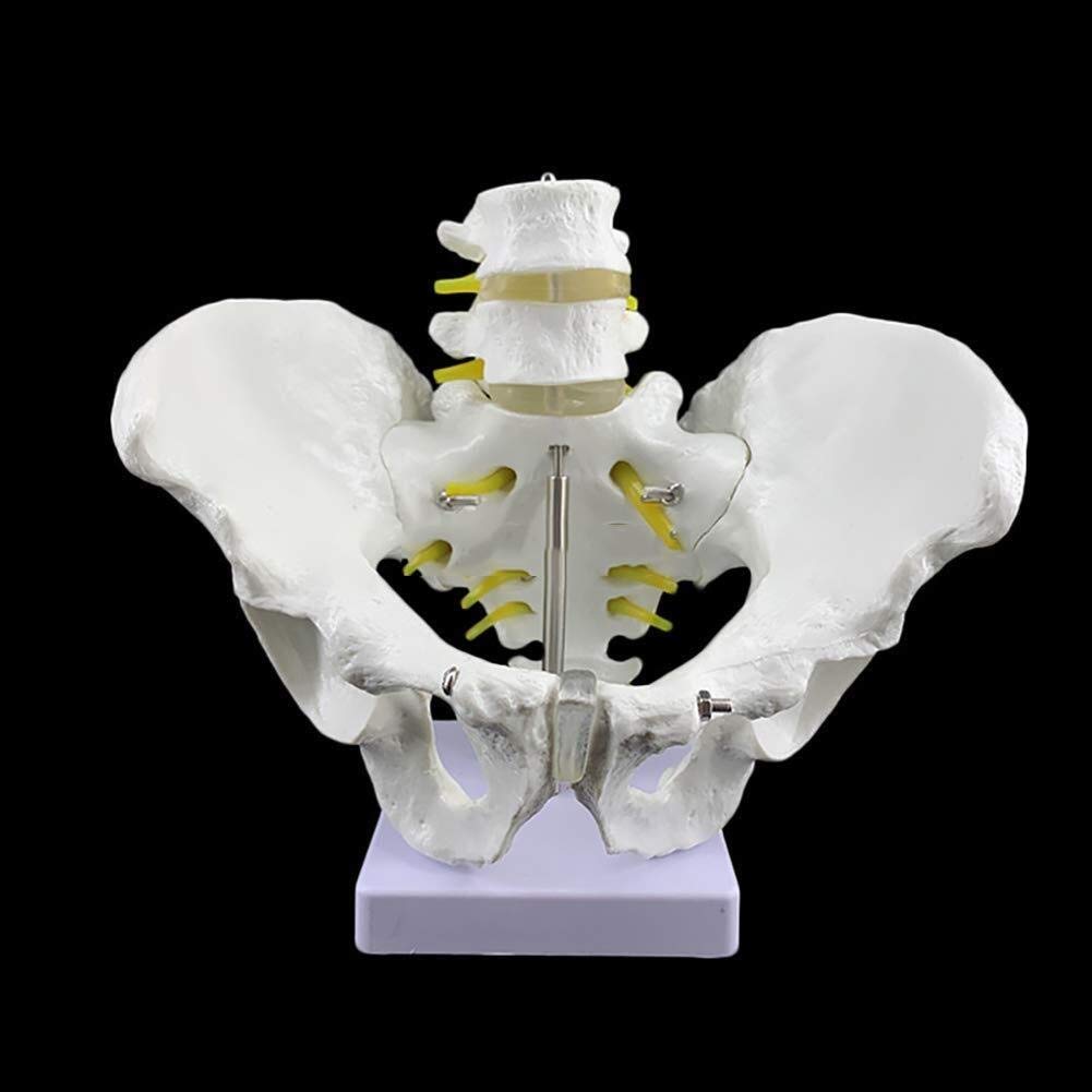 Buy JN Human Organ Model Human Pelvic Anatomical Model Female Body 2 ...