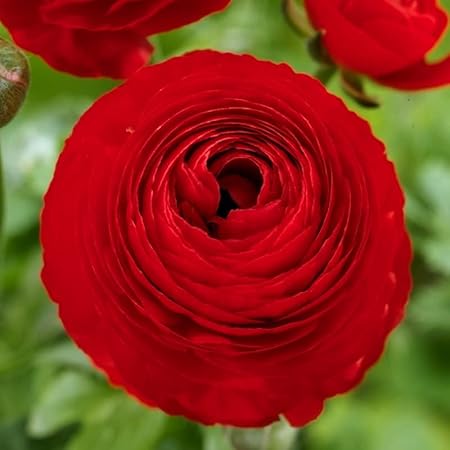 Amazon.com : 25 Pink Ranunculus Bulbs for Planting - Buttercup Flower ...