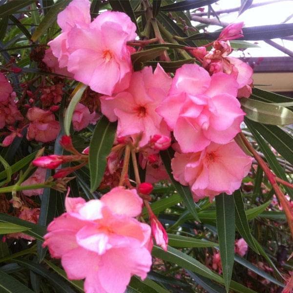 Mphmi Nursery Delhi Plant NCR Kaner, Nerium Oleander (Pink, Double ...