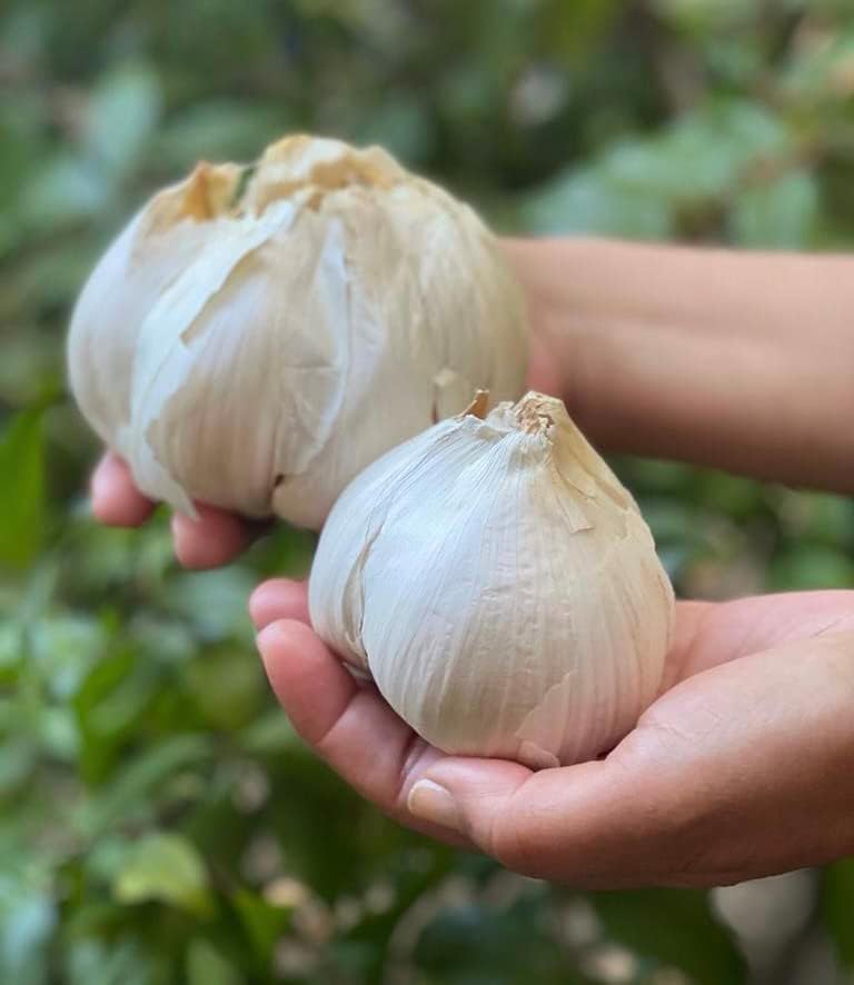 Amazon.com : Elephant Garlic Tubers for Fall Planting Outdoors - 1 ...