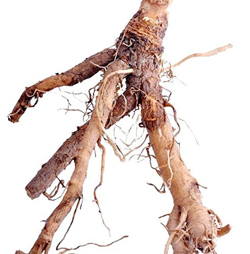 Urancia® Natural Chicory root Kasani Cichorium Intybus Root : Amazon.in ...