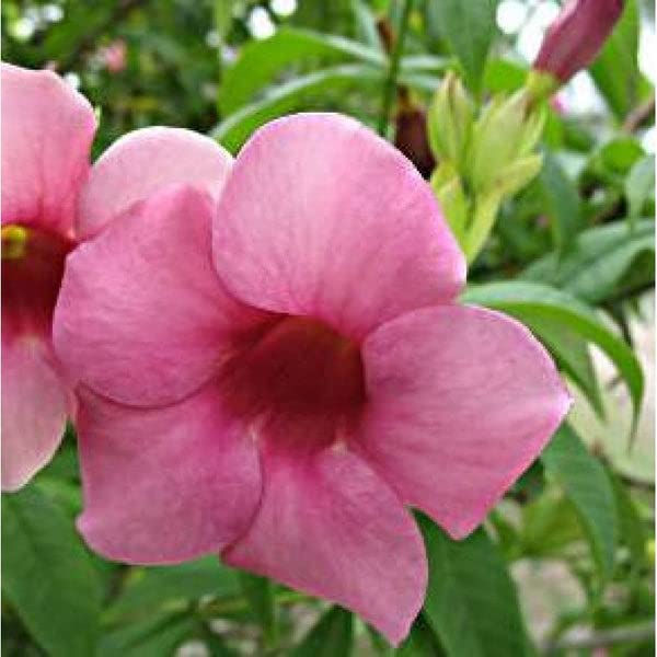 Udanta Allamanda Perennial Flower Plant For With Pot (Pink) : Amazon.in ...