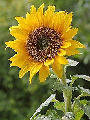Amazon.com : 50 HOPI/Common Sunflower Helianthus Annuus Flower Seeds ...