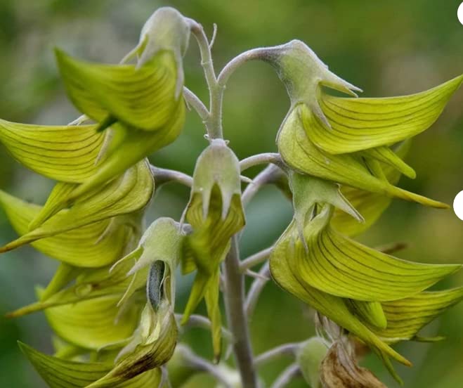 5 Birdflower Seeds, Regal Bird Flower seeds : Amazon.in: Garden & Outdoors