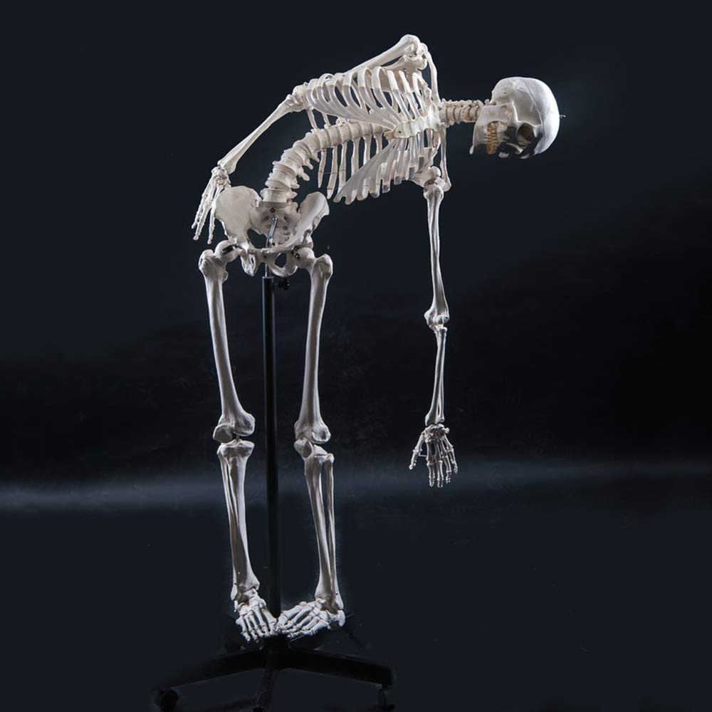 Buy Human Skeleton Model Life Size Skeleton Model Anatomical Human ...