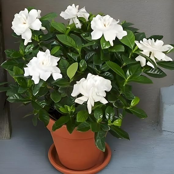 Gondhoraj flower Plant Very Beautiful Original Variety Healthy and ...