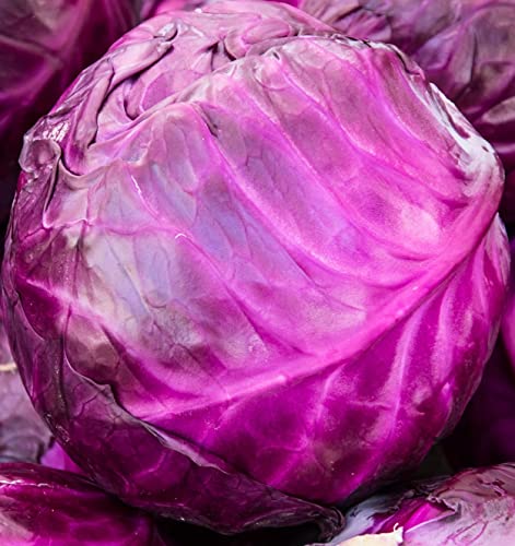 Red cabbage - How to grow & care